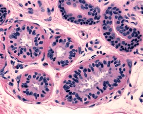 Sweat Gland Secretory Unit Stock Image Image Of Sudoriferous