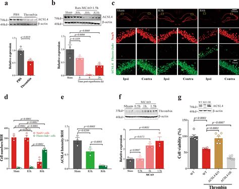 凝血酶诱导脑缺血再灌注过程中acsl4依赖性铁死亡