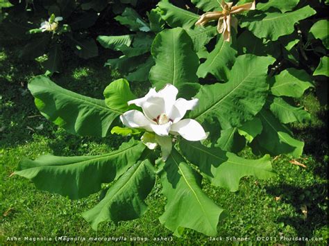 Magnolia Macrophylla Subsp Ashei