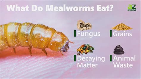 What Do Mealworms Eat A Z Animals