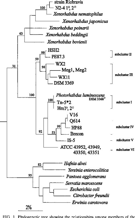 Photorhabdus Luminescens Semantic Scholar