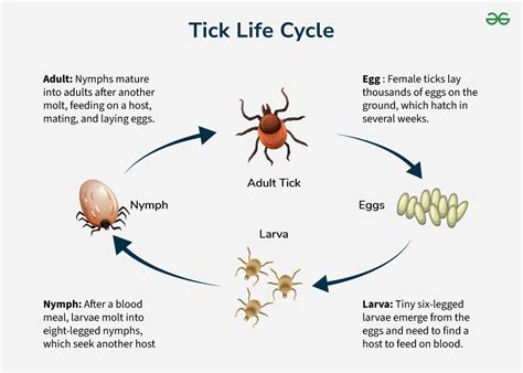 Tick Life Cycle Geeksforgeeks