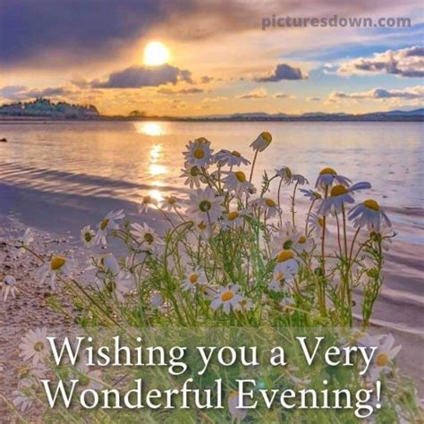 Good Evening Sunday Image Chamomile Picturesdown