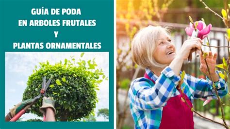 Guía de Poda en Arboles Frutales y Plantas Ornamentales