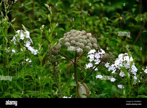 Angelica Sylvestris Purpurea Vicars Meadwild Angelicapurple Stems