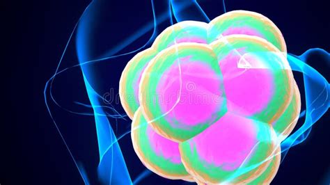 Human Cells Dividend Anatomy 3d Render Stock Illustration