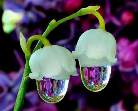 Unbelievably Beautiful Array Unusual Flowers Strange Flowers
