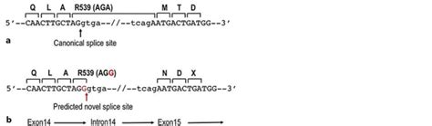Alteration Of The Splice Site Predicted By The Two Splice Site