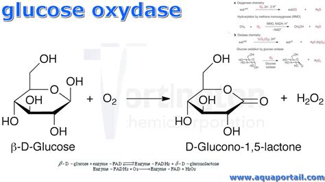 Cytochrome C Oxydase Définition Et Explications