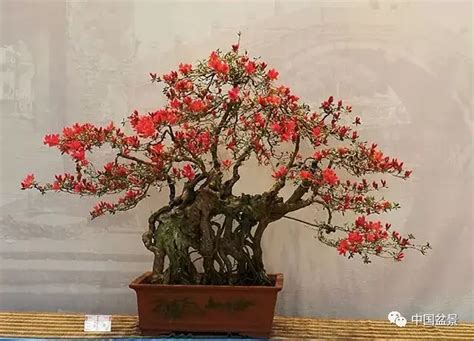 映山红小盆景 映山红盆景 映山红盆栽 大山谷图库