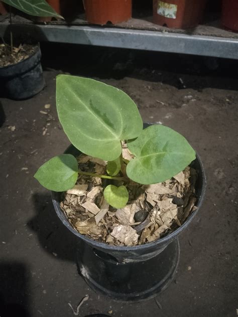 Anthurium Kuping Gajah Papillilaminum X King Of Spades On Carousell