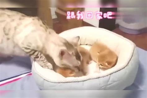 狸花猫小橘呀你们妈妈出门约会了你们先来阿姨家玩一会吧 花猫 妈妈 先来