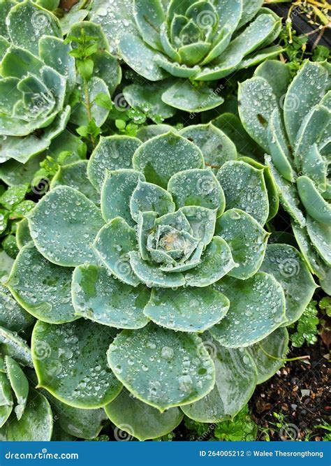 Planta Com Colírio Foto De Stock Imagem De Erva Nave 264005212