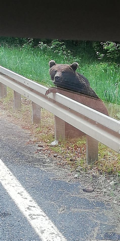 Ursul Infometat 👀 R Romaniaporn