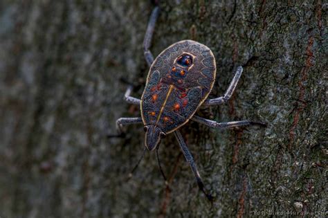 キマダラカメムシの特徴や成長の様子まで紹介 虫の写真と生態なら昆虫写真図鑑ムシミル