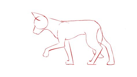 Wolf Walk Cycle Sketch Animation Art Map Amino
