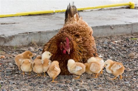 Premium Photo Brooding Hen And Chicks In A Farm