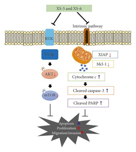 High Performance Liquid Chromatography Mass Spectrometry Chromatogram
