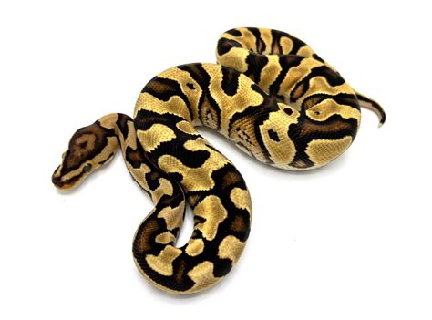 Orange Dream Yellowbelly Fire Crypton Royal Constrictor Designs