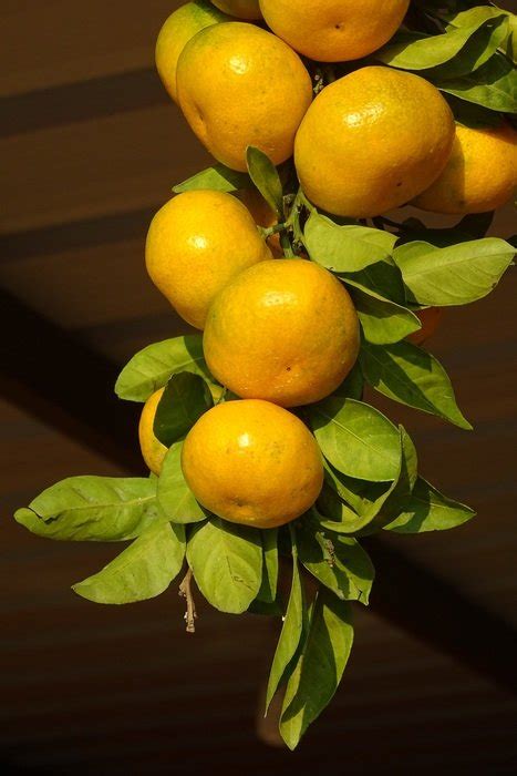 Yellow Clementines Free Image Download