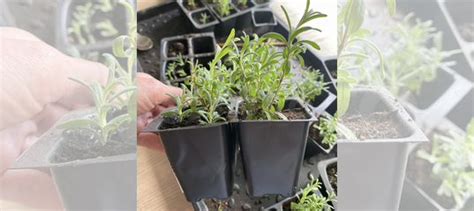 Лаванда Вознесенская купить в Люберцах | Товары для дома и дачи | Авито