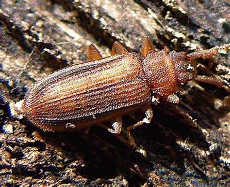 Flat Bark Beetle Uleiota Dubia BugGuide Net