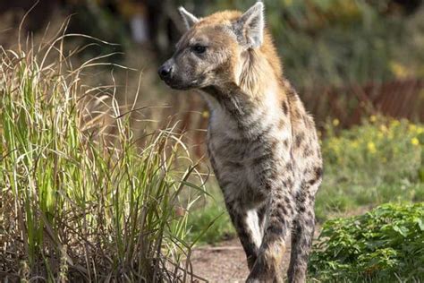 20 Examples Of Scavengers Pictures Wildlife Informer