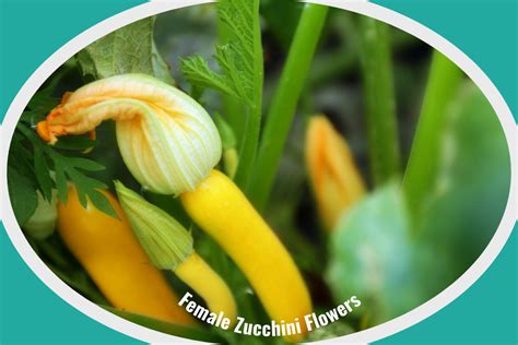 How To Train Zucchini On A Trellis To Grow Vertically Easy Urban Gardens