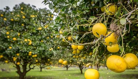 Guide To Easy Care Fruit Trees Ideal Options For Beginners