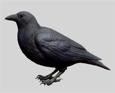 Second Life Marketplace Crow Full Perm