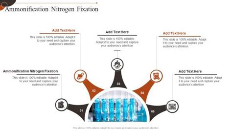 Ammonification Nitrogen Fixation PowerPoint Presentation And Slides PPT