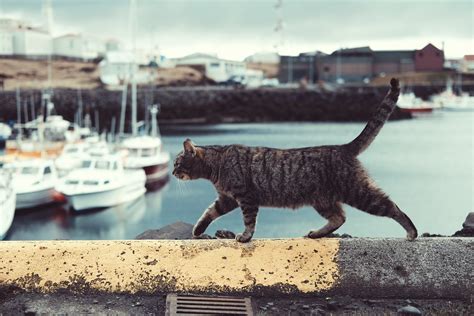 Ships Cats In Folklore And Legend Folklorethursday