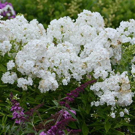 David Tall Garden Phlox Wild And Son