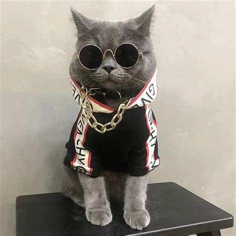 Котик В Кофте - 63 фото
