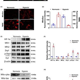 Mitochondrial Morphological Changes Apoptosis And Related Protein