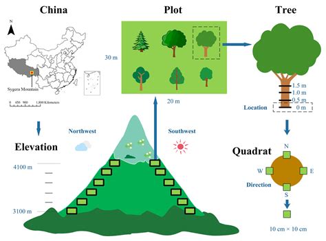 Tree Species Drive The Diversity Of Epiphytic Bryophytes In The Alpine