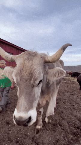 Big Ox GIFs Find Share On GIPHY