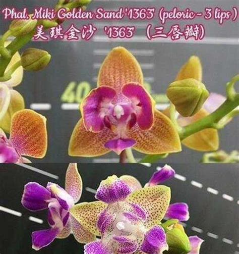 Phal. Miki Golden Sand '1363' (peloric - 3 lips) | Festima.Ru ...