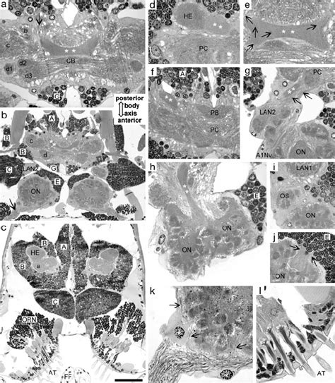 Horizontal Brain Sections The Anterior Of The Neuraxis Is Toward The Download Scientific