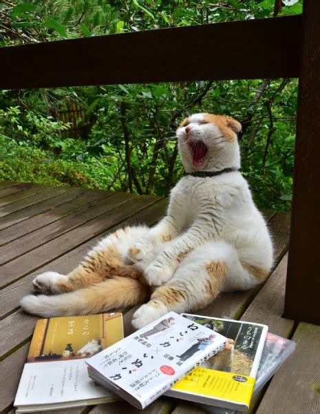 養老孟司氏の研究所に所属する営業部長猫 どすこい座り披露｜newsポストセブン