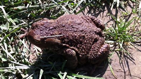 RijeČne I Jezerske Životinje Velika Ogromna Stara Žaba KrastaČa Sa Velikim Krastamaoldtimer