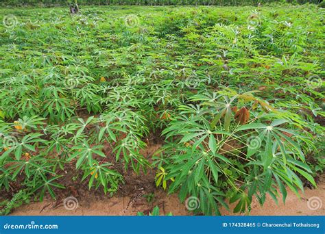 Cultivo De Yuca Imagen De Archivo Imagen De Pista 174328465