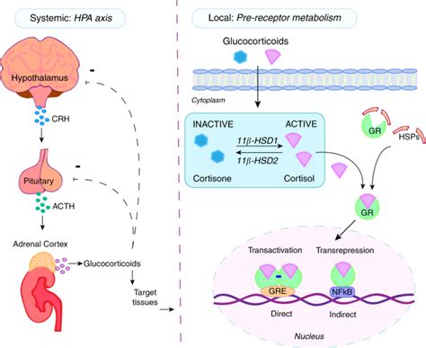 Arthritis And The Role Of Endogenous Glucocorticoids Bone Research