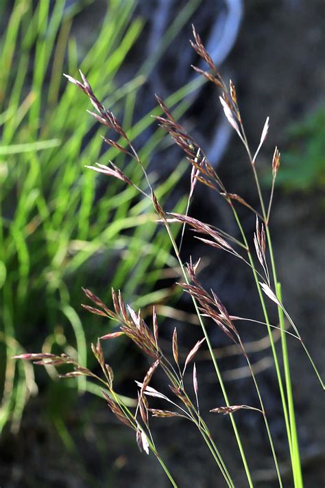 Bunchgrass Flowers Of Rainier