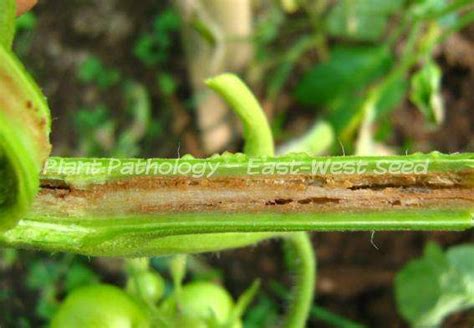 Pith Necrosis Ews Philippines Plant Doctor