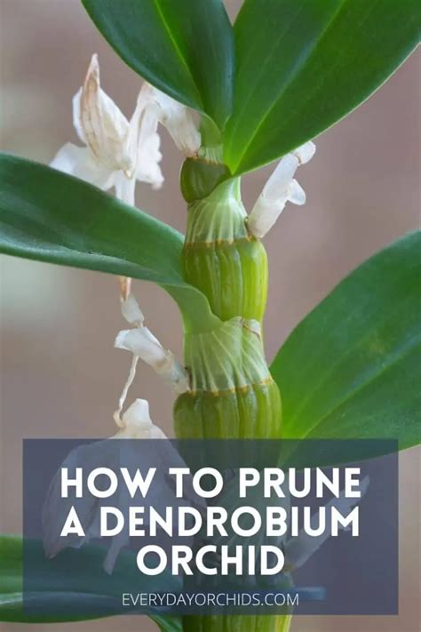 How To Prune A Dendrobium Orchid Everyday Orchids