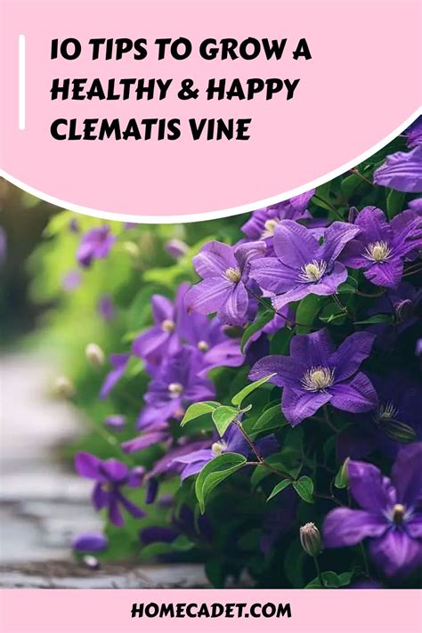 10 Tips To Grow A Healthy And Happy Clematis Vine Clematis Plants