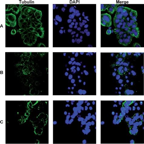 Cell Cycle Analysis A Ht29 Cells Only B Ht29 Colchicine 100 Download Scientific
