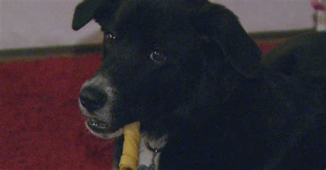 Reward Offered In Dog Poisoning Cases Cbs Colorado