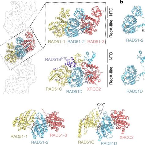 S Cerevisiae Rad52 Functions As A Homodecamer A Schematic